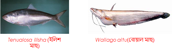 Classification of Chordata /Chordata পর্বের শ্রেণিবিন্যাস