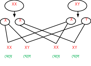 জীবের বংশগতি ও জেনেটিক ডিসঅর্ডার (Evolution of Human,Genetic Disorder)