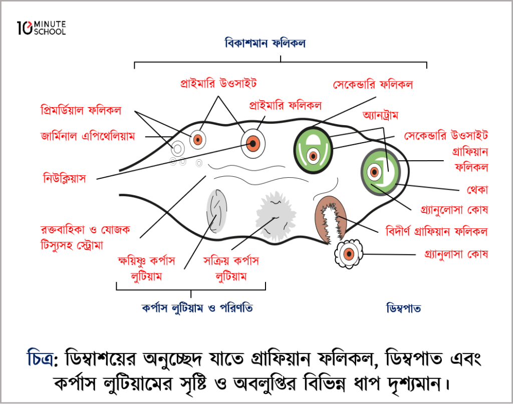 রজঃচক্রের প্রক্রিয়া (Process of menstrual cycle)