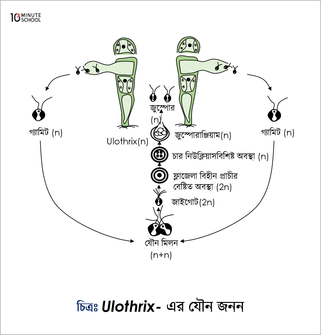 Ulothrix | ইউলোথ্রিক্স | শৈবালের অর্থনৈতিক গুরুত্ব