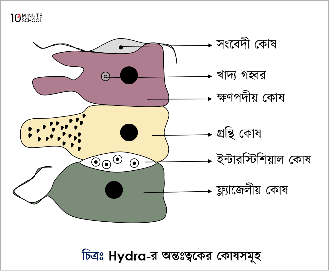 Gastrodermis | Hydra-র খাদ্য গ্রহণ, পরিপাক প্রক্রিয়া, চলন