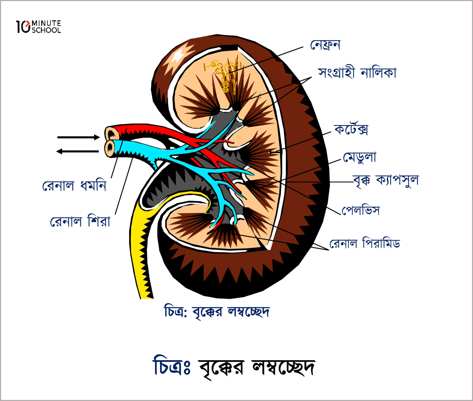 Best Content on Excretion Process | রেচন প্রক্রিয়া
