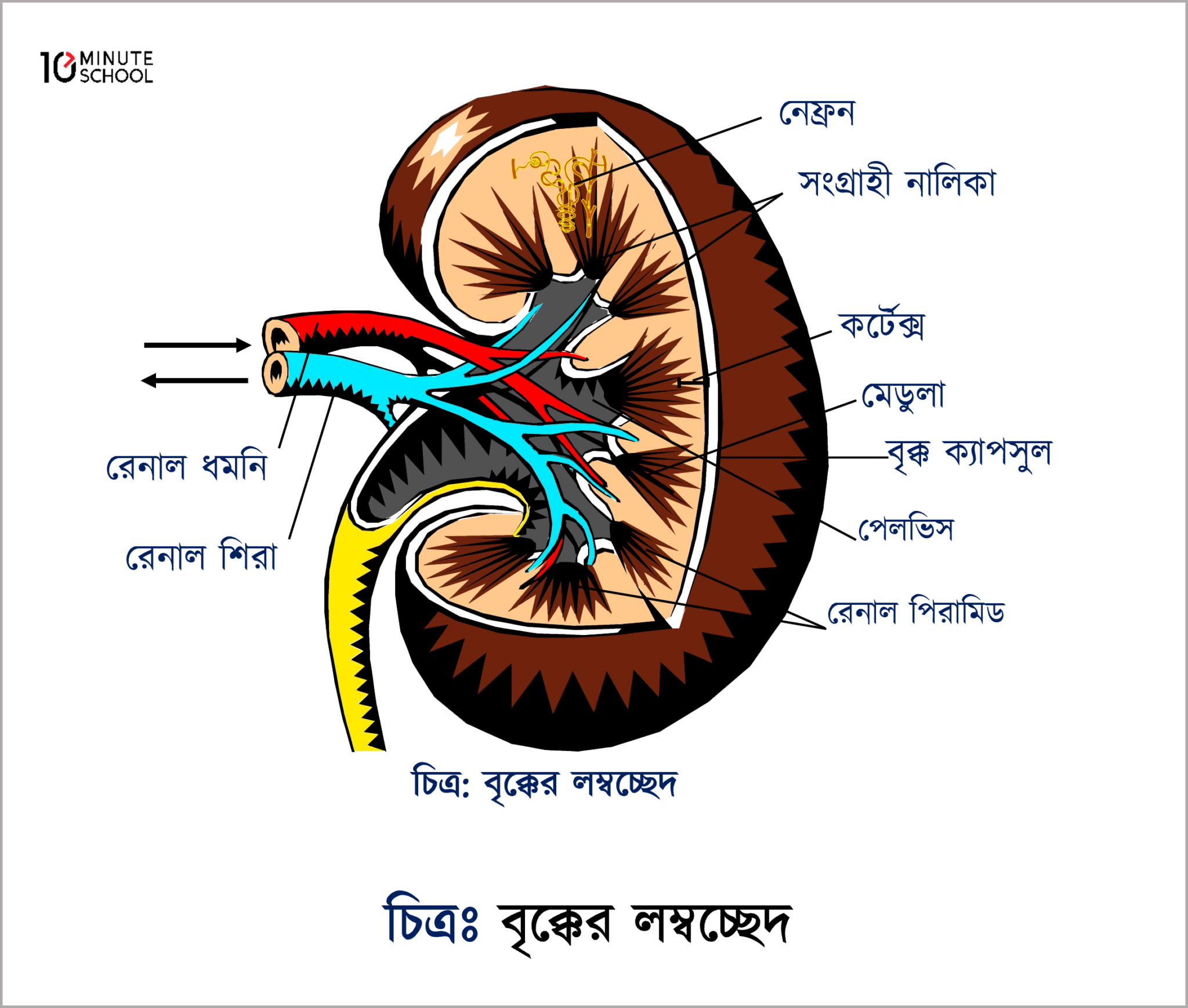 Best Content on Excretion Process | রেচন প্রক্রিয়া