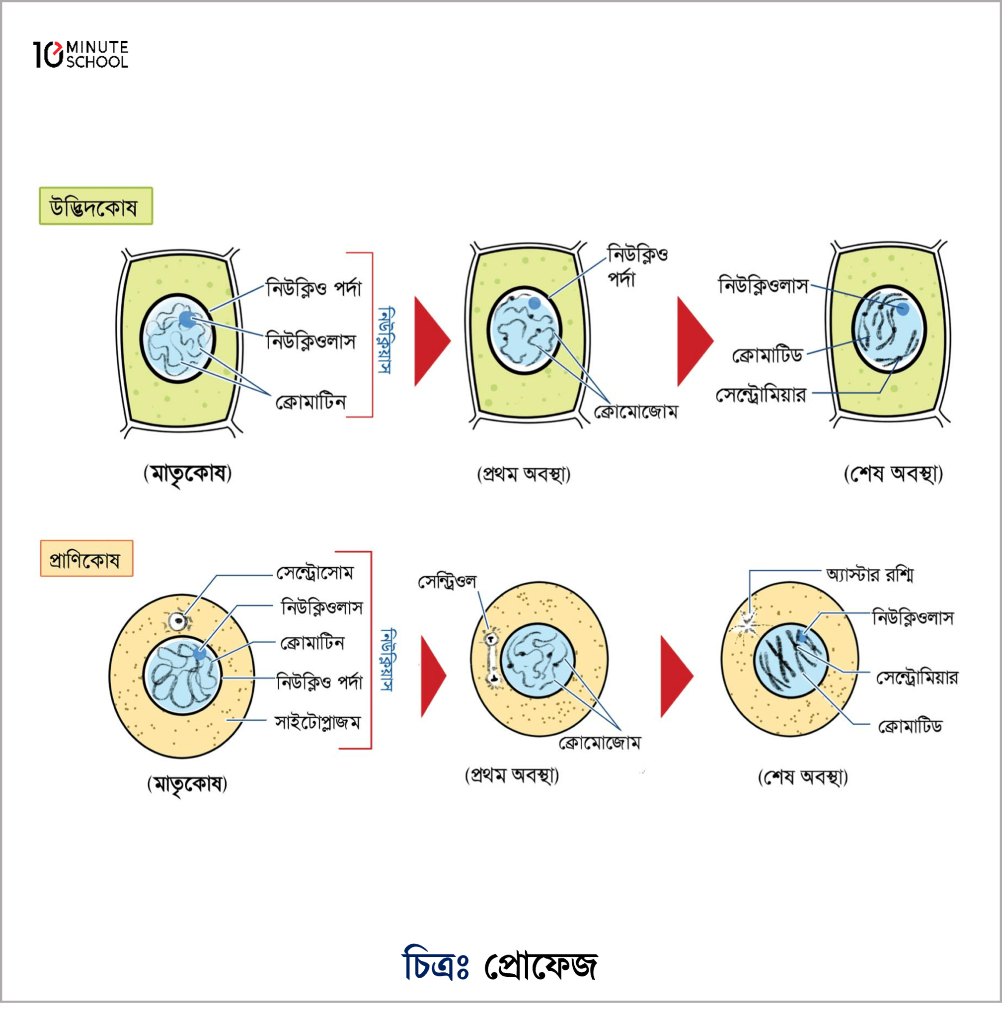 কোষ বিভাজন কাকে বলে? এবং তার প্রকারভেদ