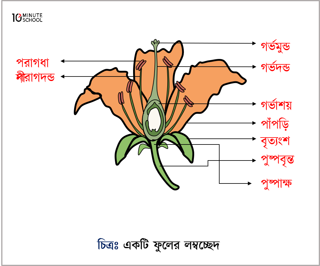 Plant Reproduction plant-reproduction