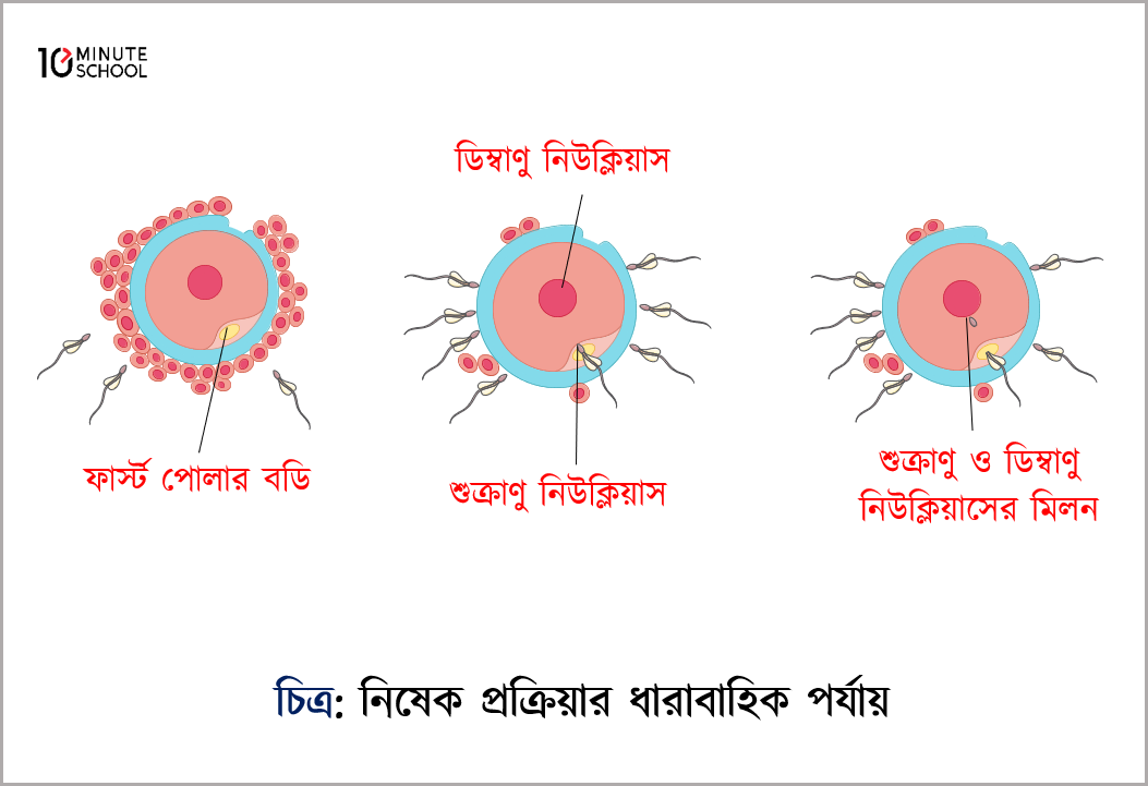 Fertilization and Implantation- Best Explained