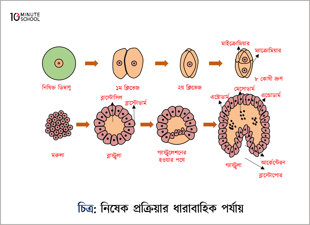 Development of Embryo and Fetus: Easy Explanation