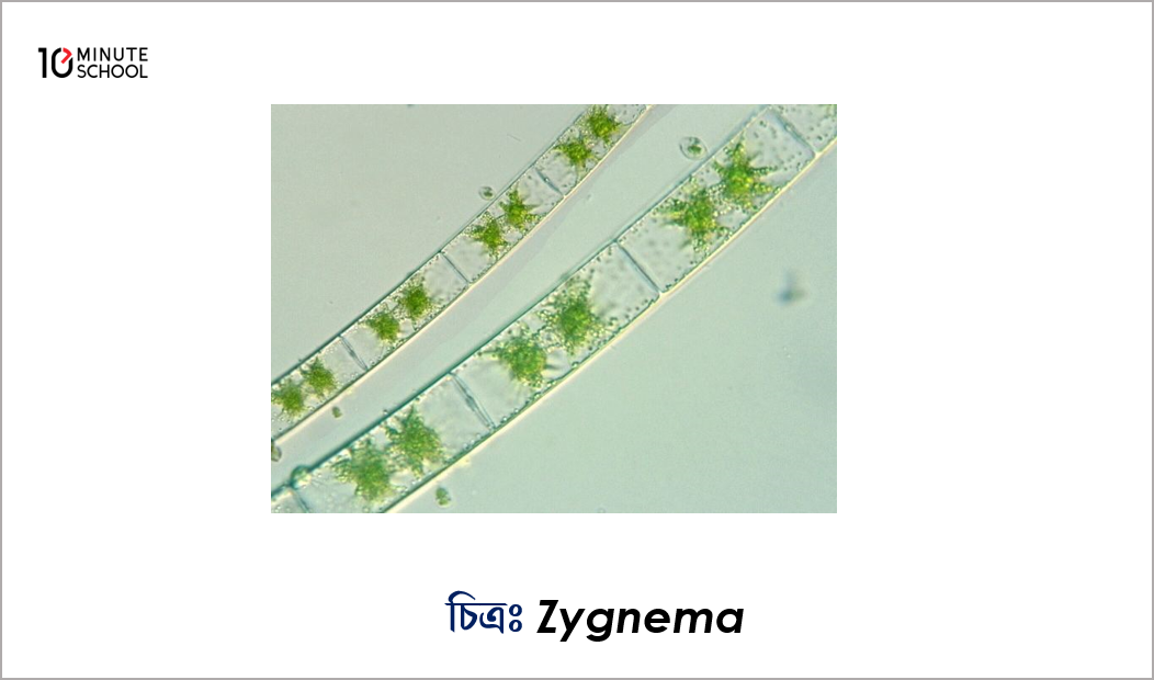 Top Details on Algae and fungi | শৈবাল ও ছত্রাক