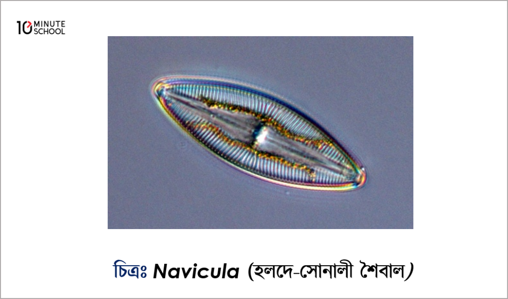 Top Details on Algae and fungi | শৈবাল ও ছত্রাক