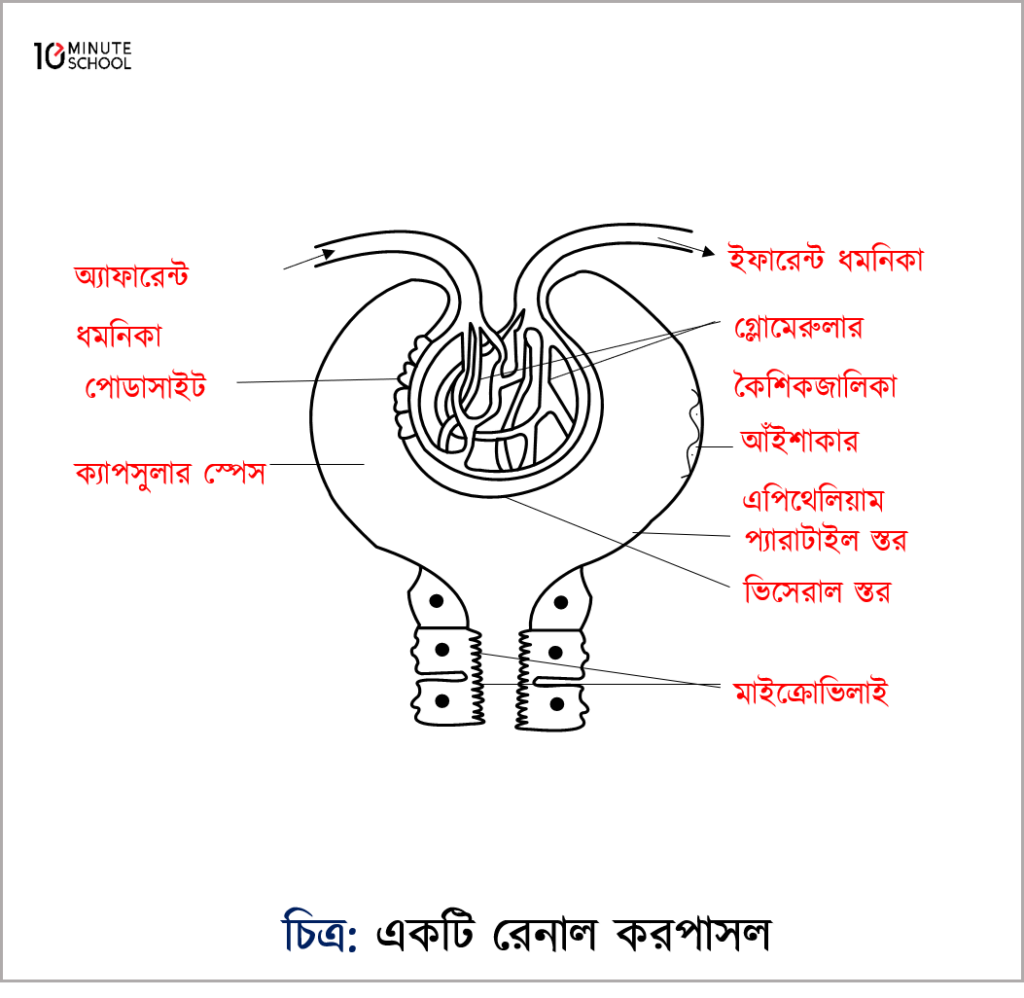 Nephron Nephron