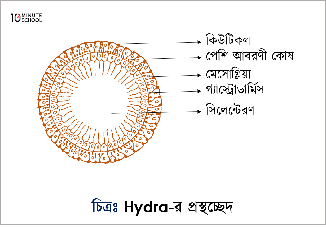 Hydra | Best Explanations | হাইড্রা