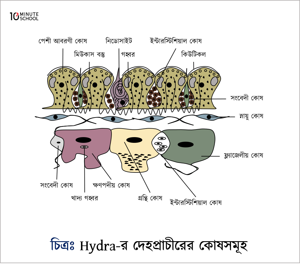 Hydra | Best Explanations | হাইড্রা