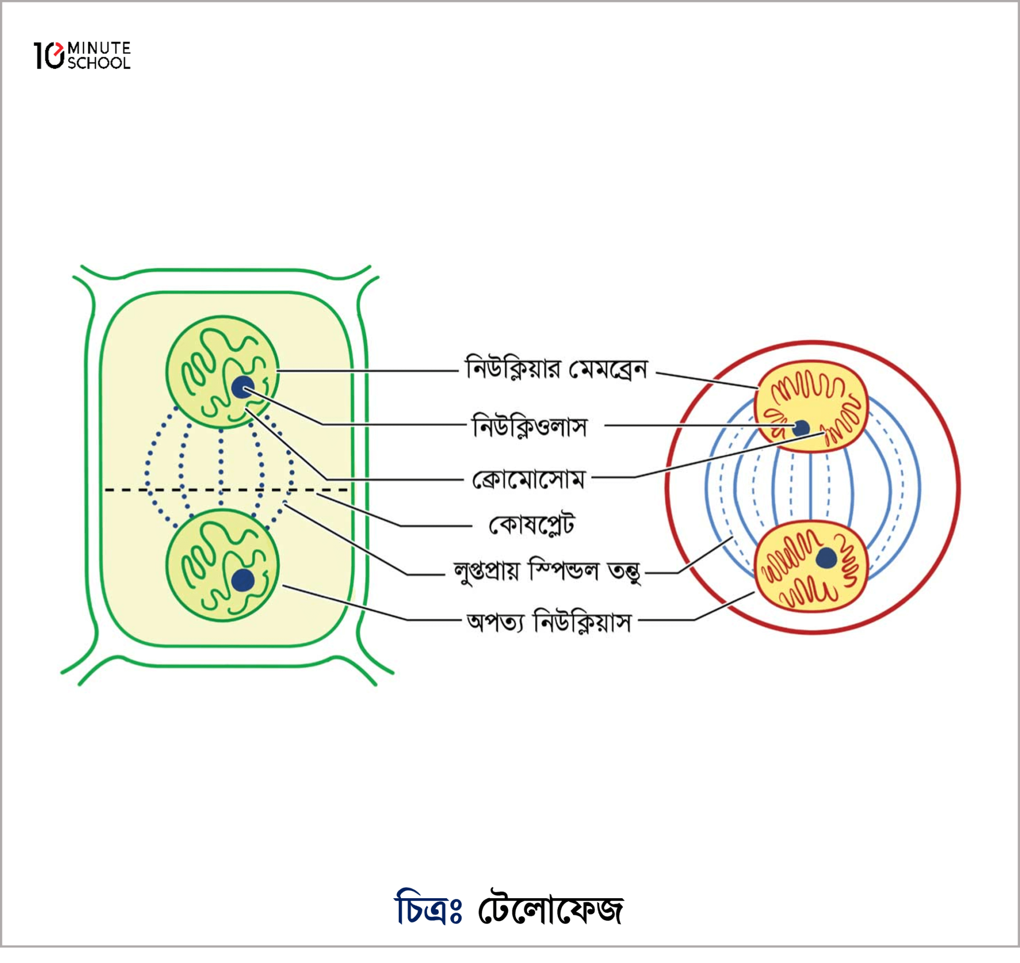কোষ বিভাজন কাকে বলে? এবং তার প্রকারভেদ