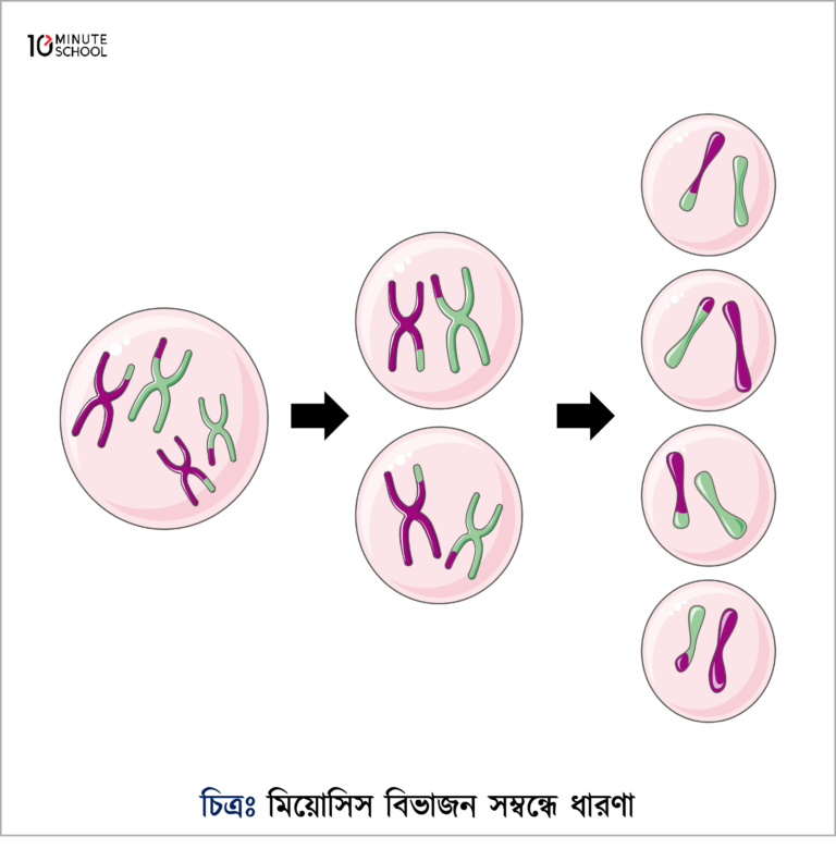 কোষ বিভাজন কাকে বলে? এবং তার প্রকারভেদ