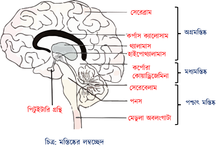 মস্তিষ্ক : গঠন, অংশ ও কাজ| Brain: Structure, Parts and Functions