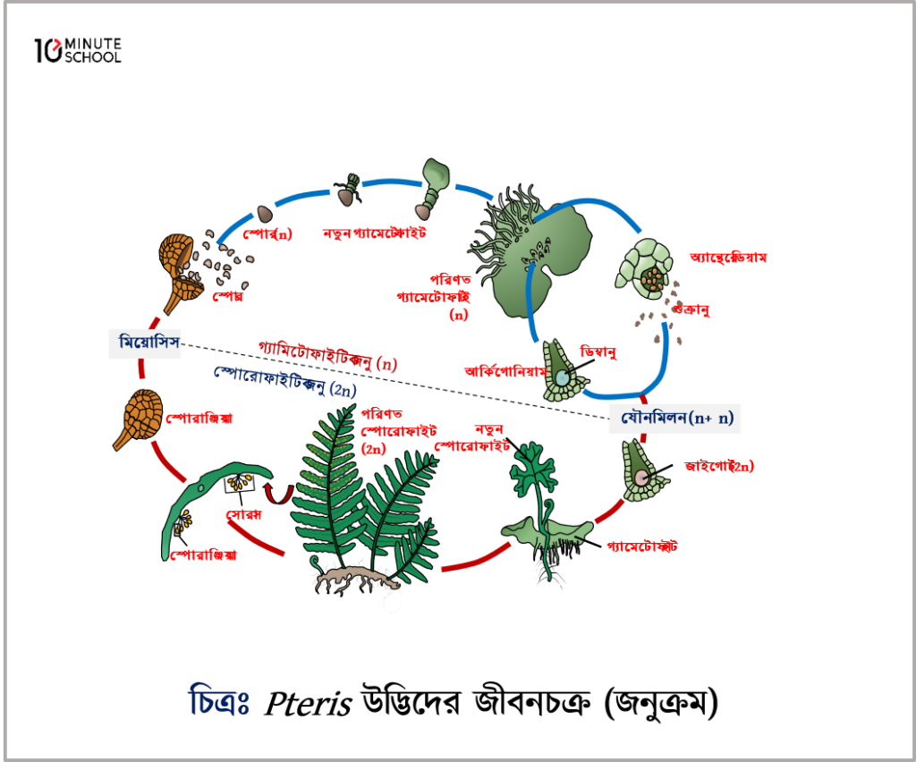 ব্রায়োফাইটা ও টেরিডোফাইটা সম্পর্কিত তথ্য | Bryophyta & Pteridophyta