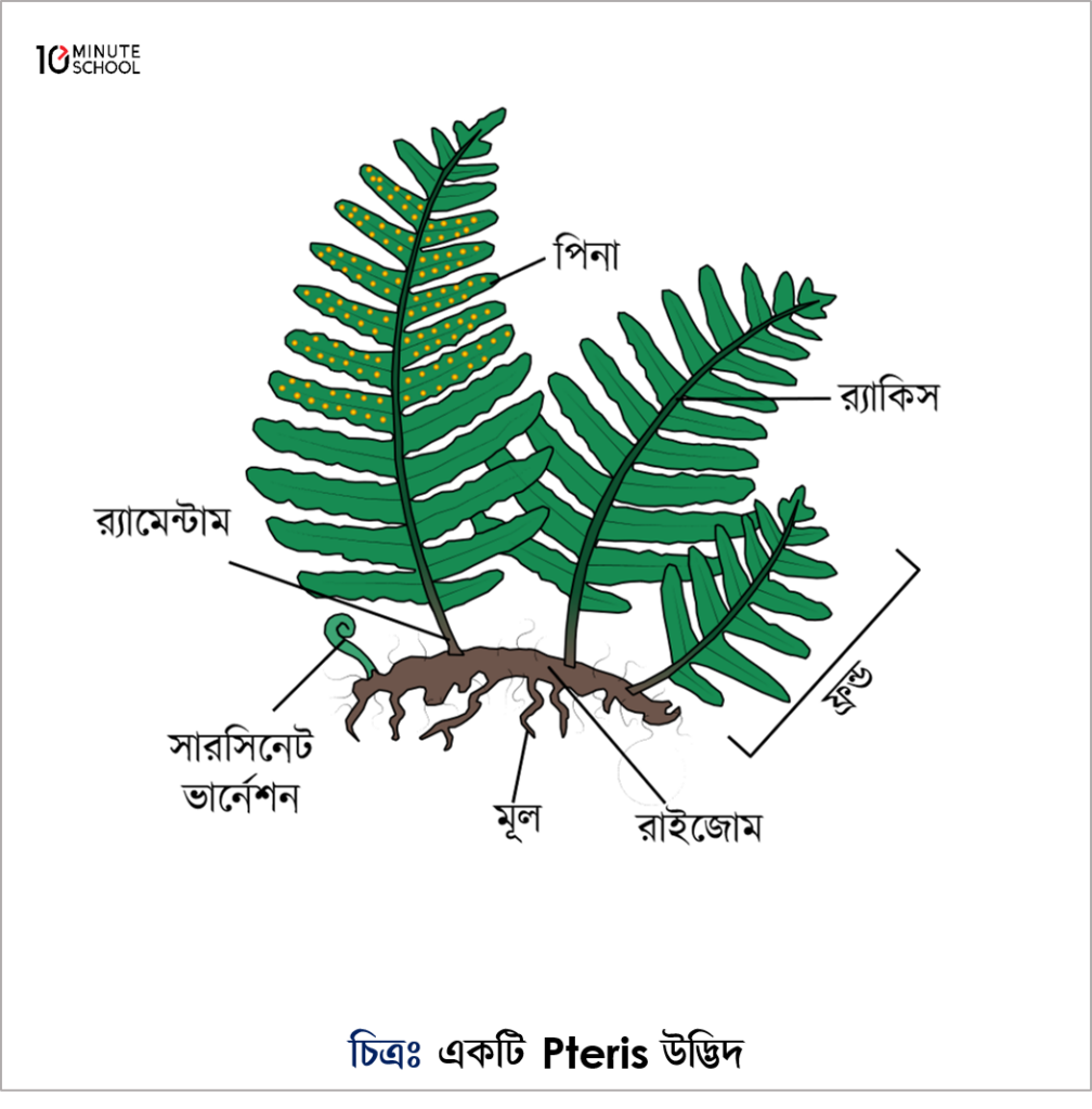 ব্রায়োফাইটা ও টেরিডোফাইটা সম্পর্কিত তথ্য | Bryophyta & Pteridophyta