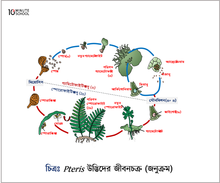 ব্রায়োফাইটা ও টেরিডোফাইটা সম্পর্কিত তথ্য | Bryophyta & Pteridophyta