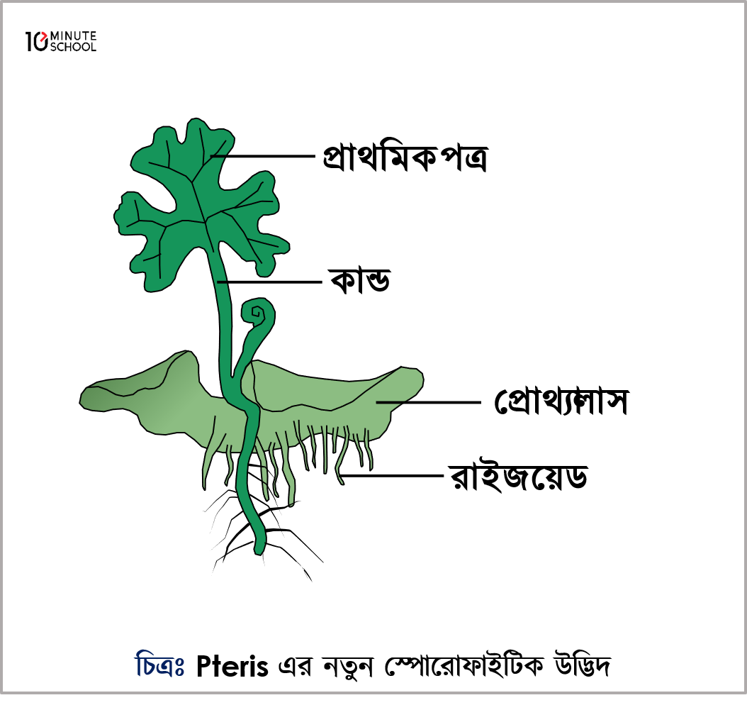 ব্রায়োফাইটা ও টেরিডোফাইটা সম্পর্কিত তথ্য | Bryophyta & Pteridophyta