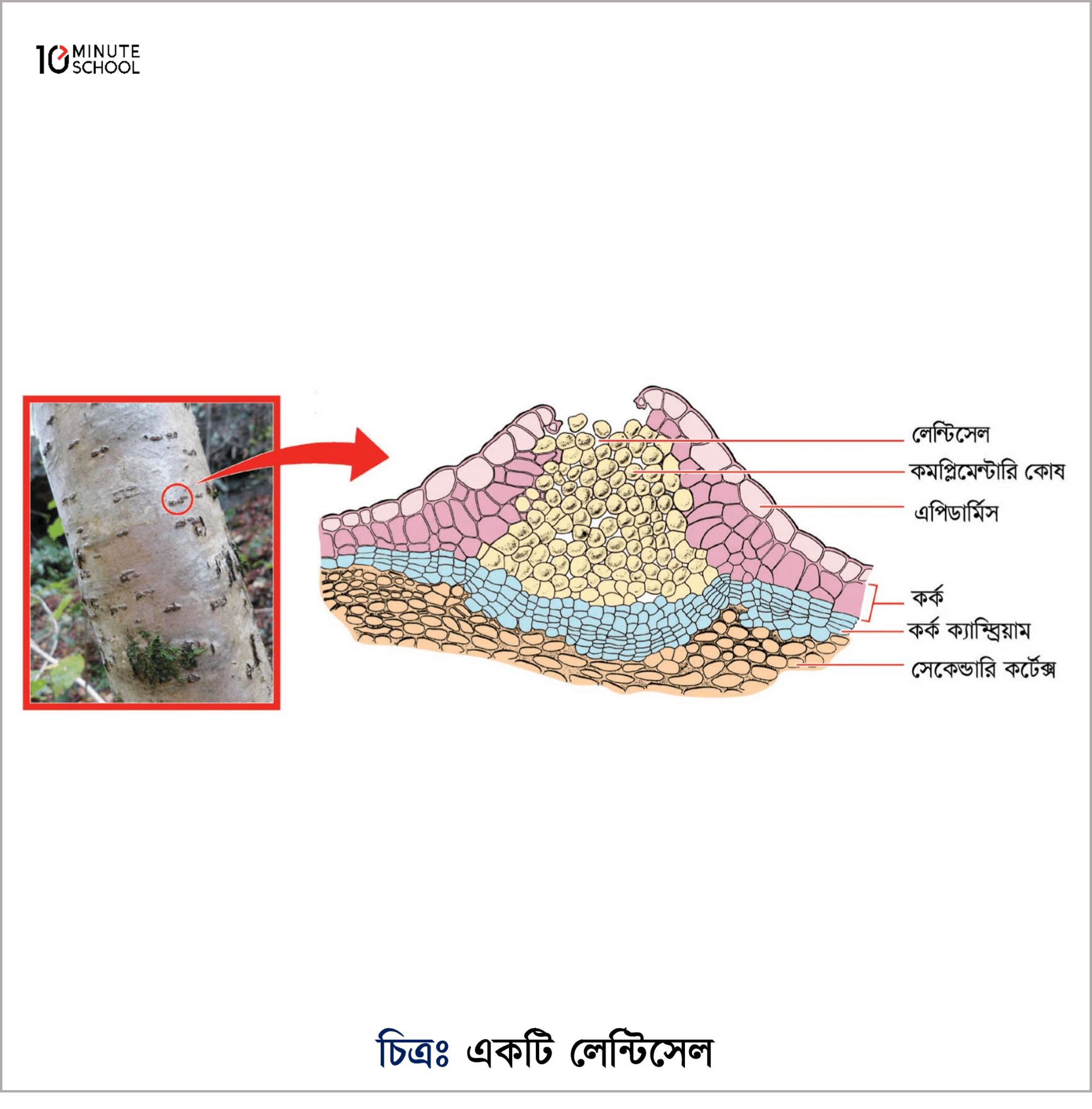 উদ্ভিদে পরিবহন, প্রস্বেদন | Transportation & Transpiration In Plants