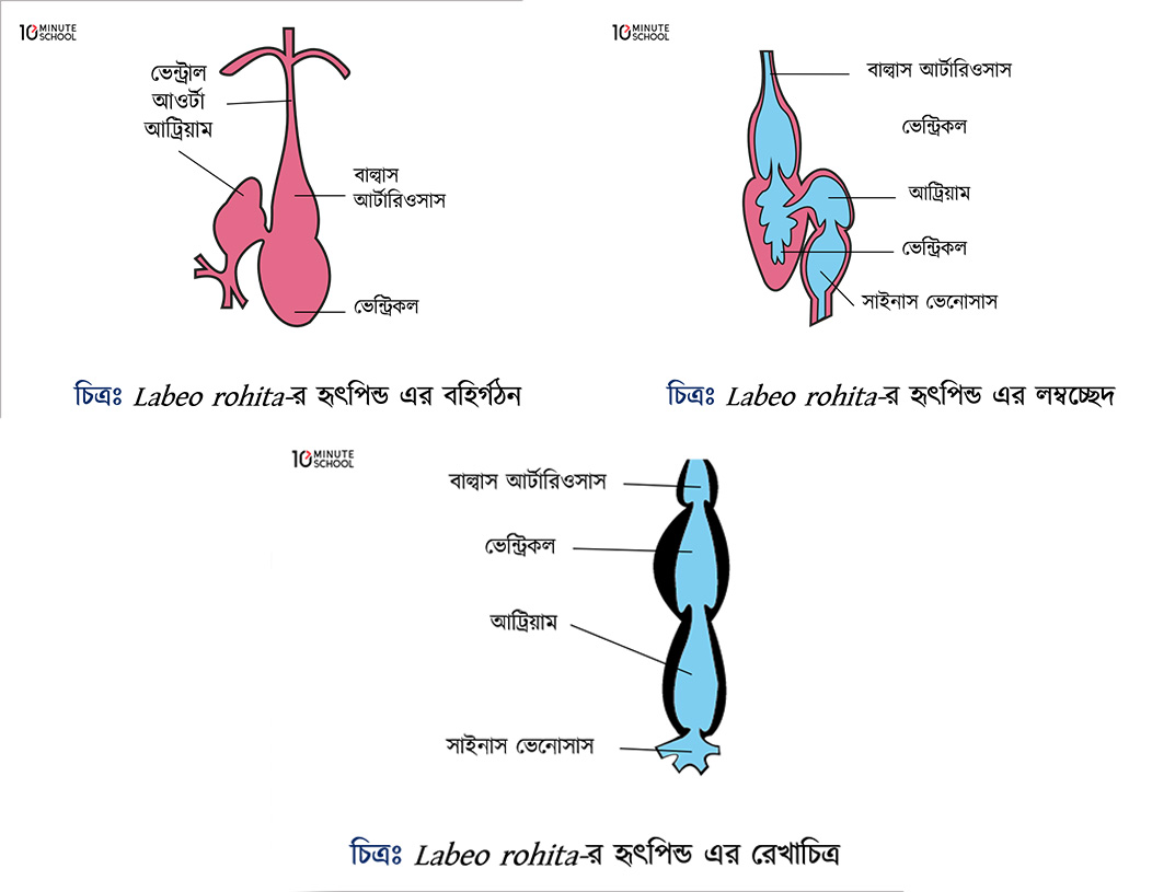 রুই মাছের শ্রেণিবিন্যাস, বৈশিষ্ট্য, বাহ্যিক গঠন ও শিরাতন্ত্র