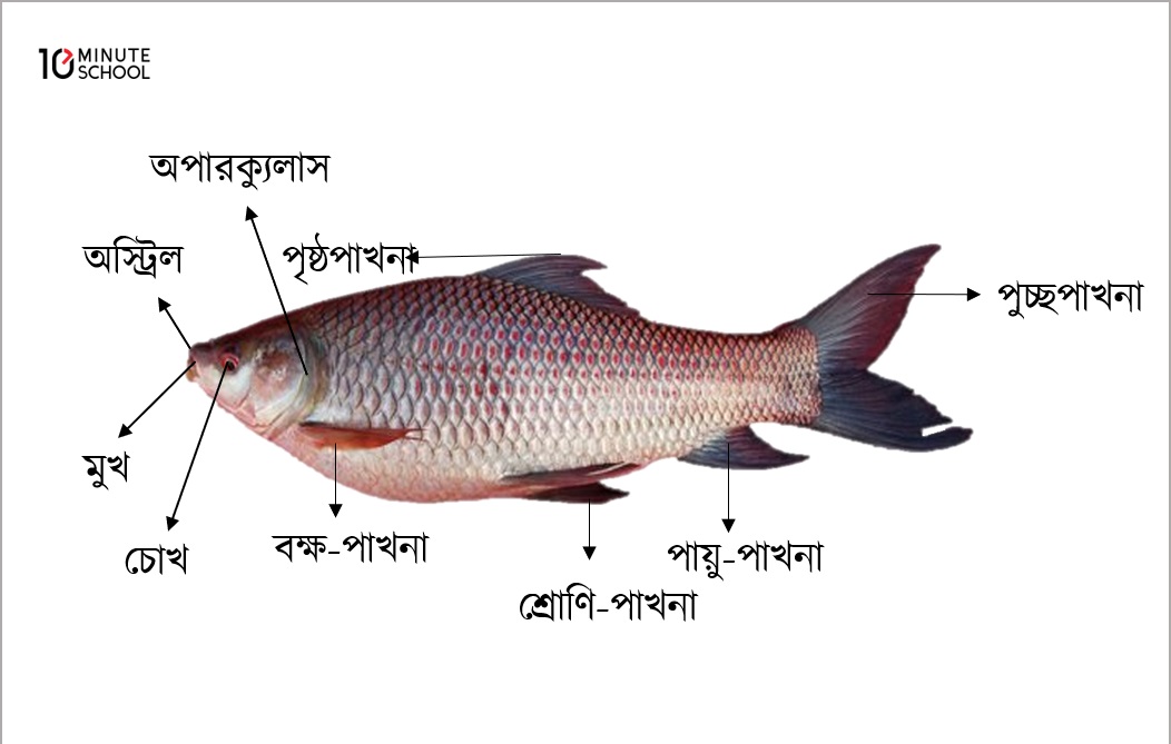 রুই মাছের শ্রেণিবিন্যাস, বৈশিষ্ট্য, বাহ্যিক গঠন ও শিরাতন্ত্র